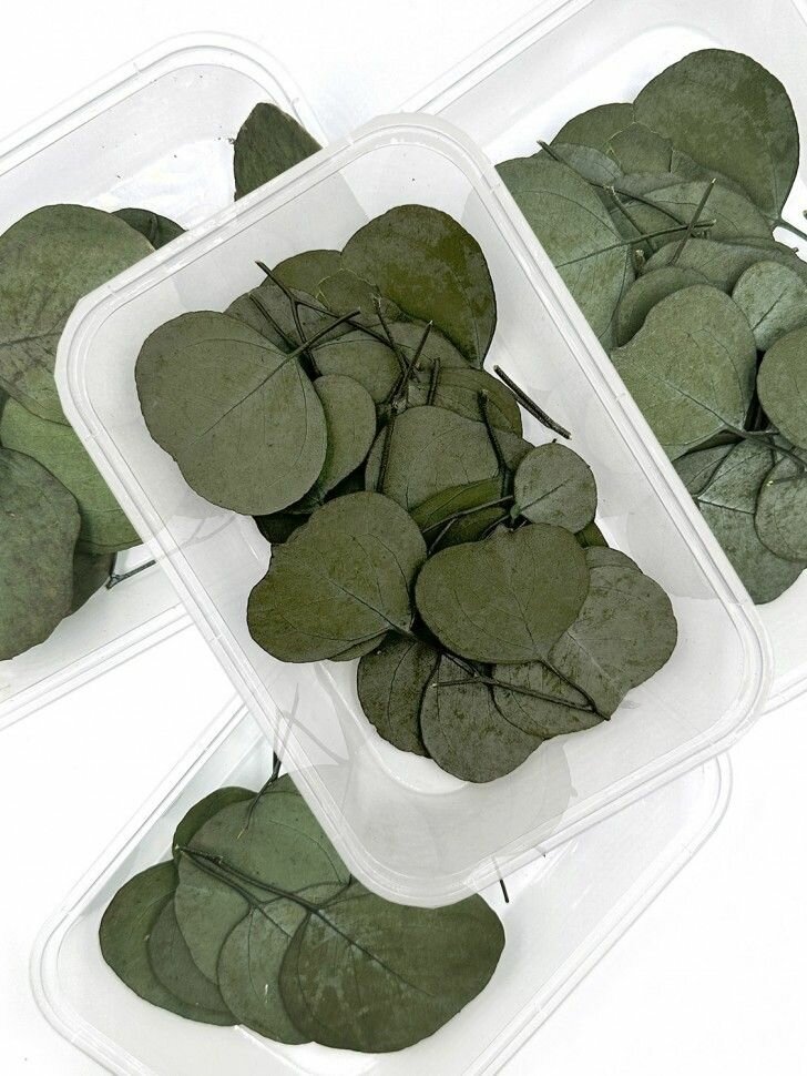 Сухоцветы Epoxy Master Эвкалипт, зеленые, широкий размер, 20 шт