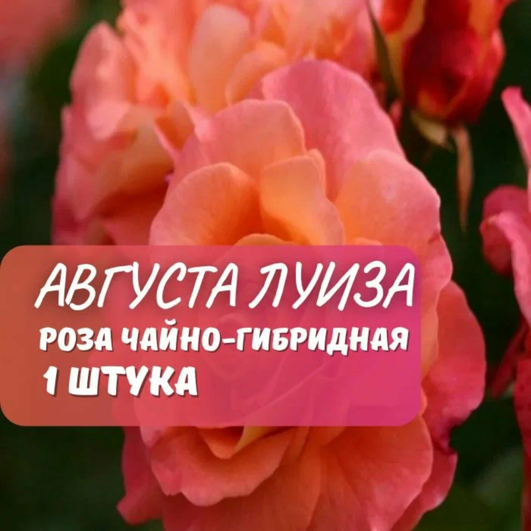 Роза чайно-гибридная Августа Луиза (Augusta Luise) / 1 шт, розы