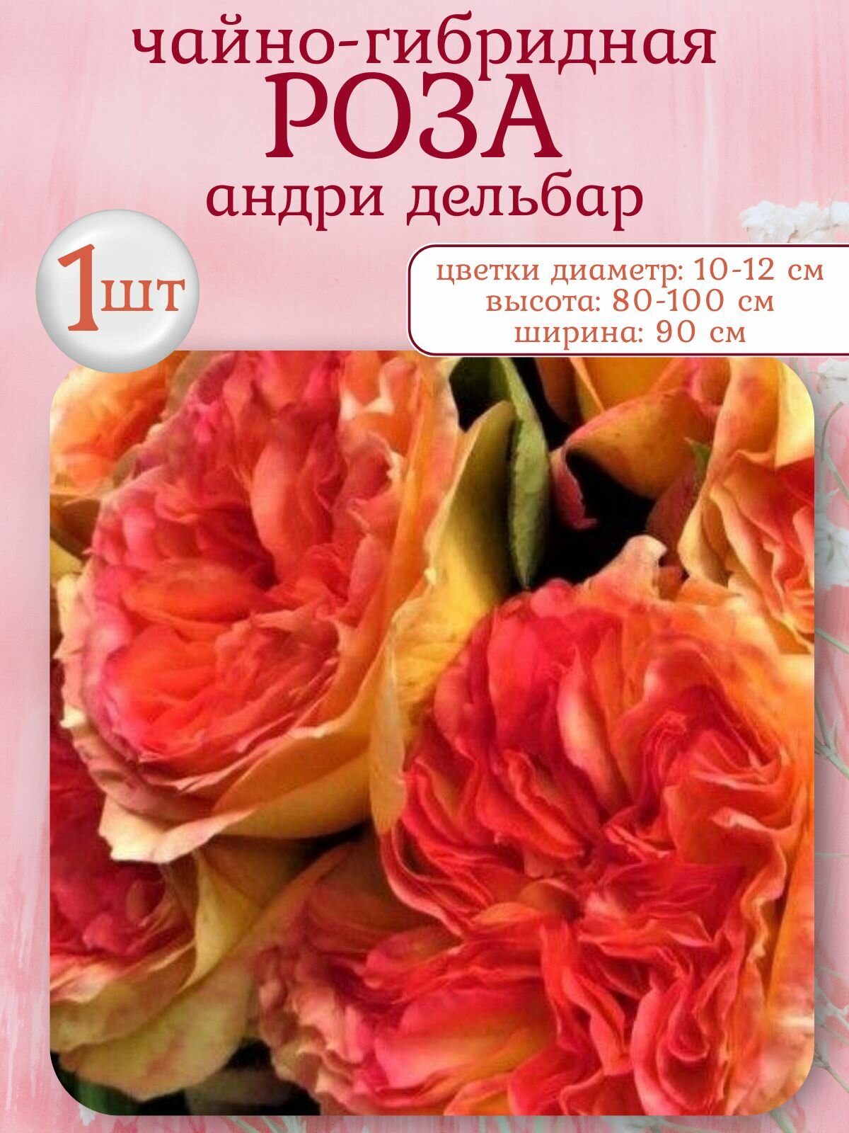 Роза чайно-гибридная Андри Дельбар , многолетние цветы, 1 шт