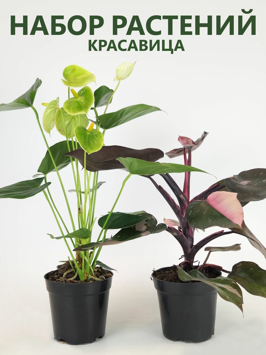 Набор растений "Красавицы" (Филодендрон Принцесса, Антуриум Желтый), 2 шт