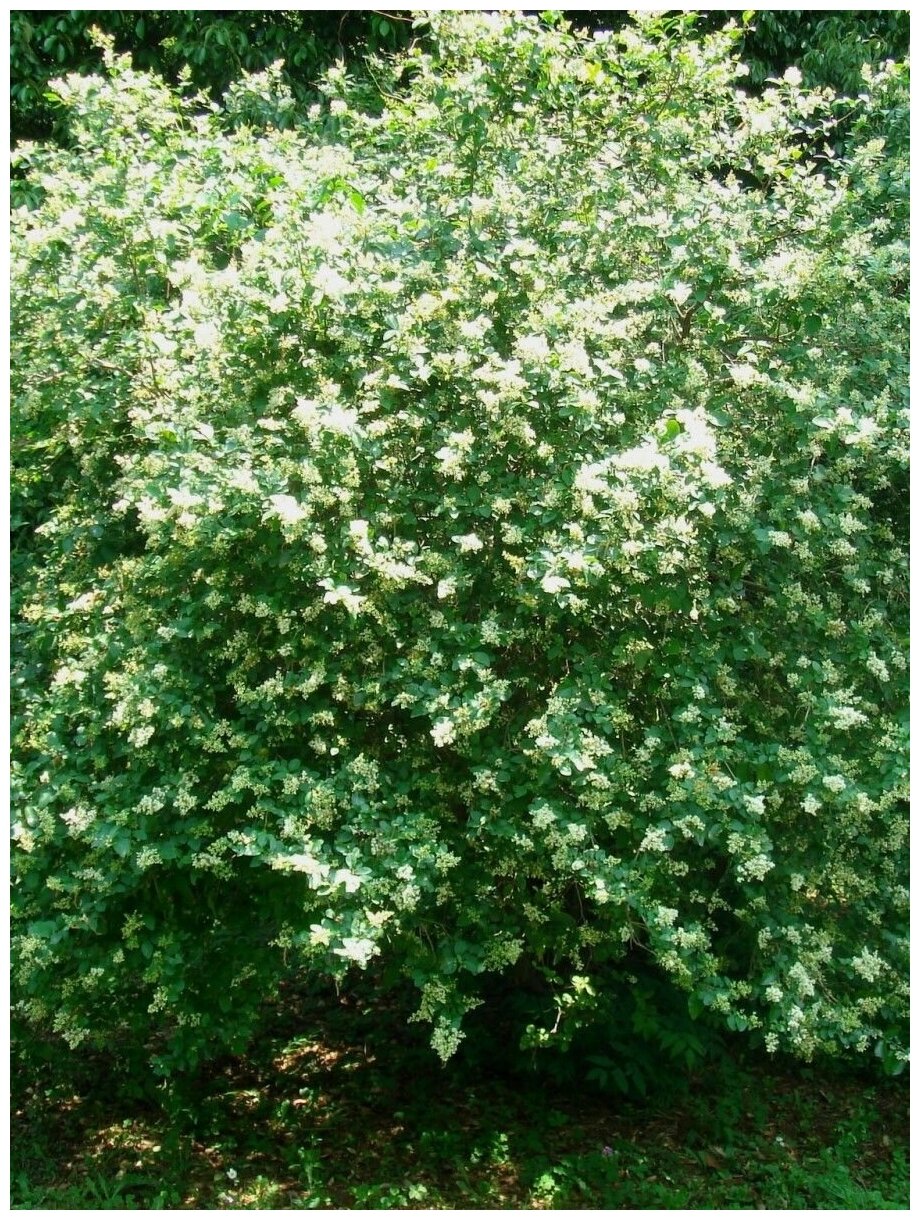 Бирючина туполистная семена 20 штук