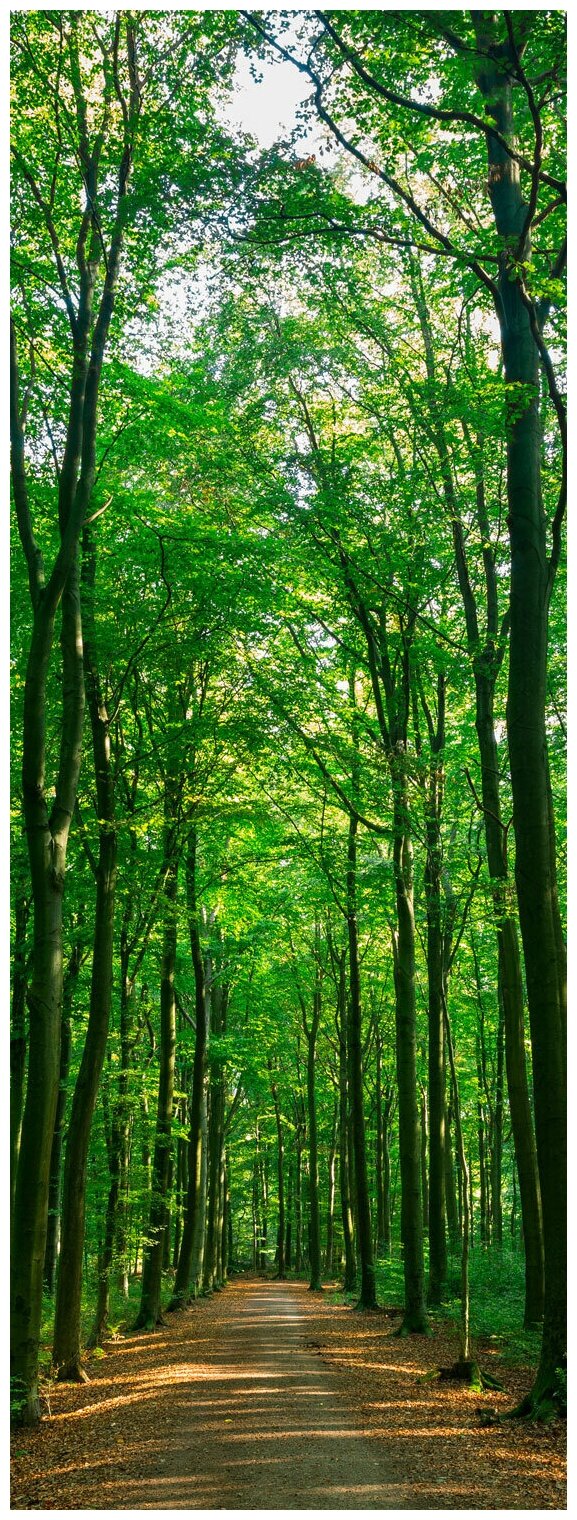 Фотообои 3d на стену флизелиновые HARMONY Липовая аллея 100х270 см HD1-039 фото обои на стену 3д
