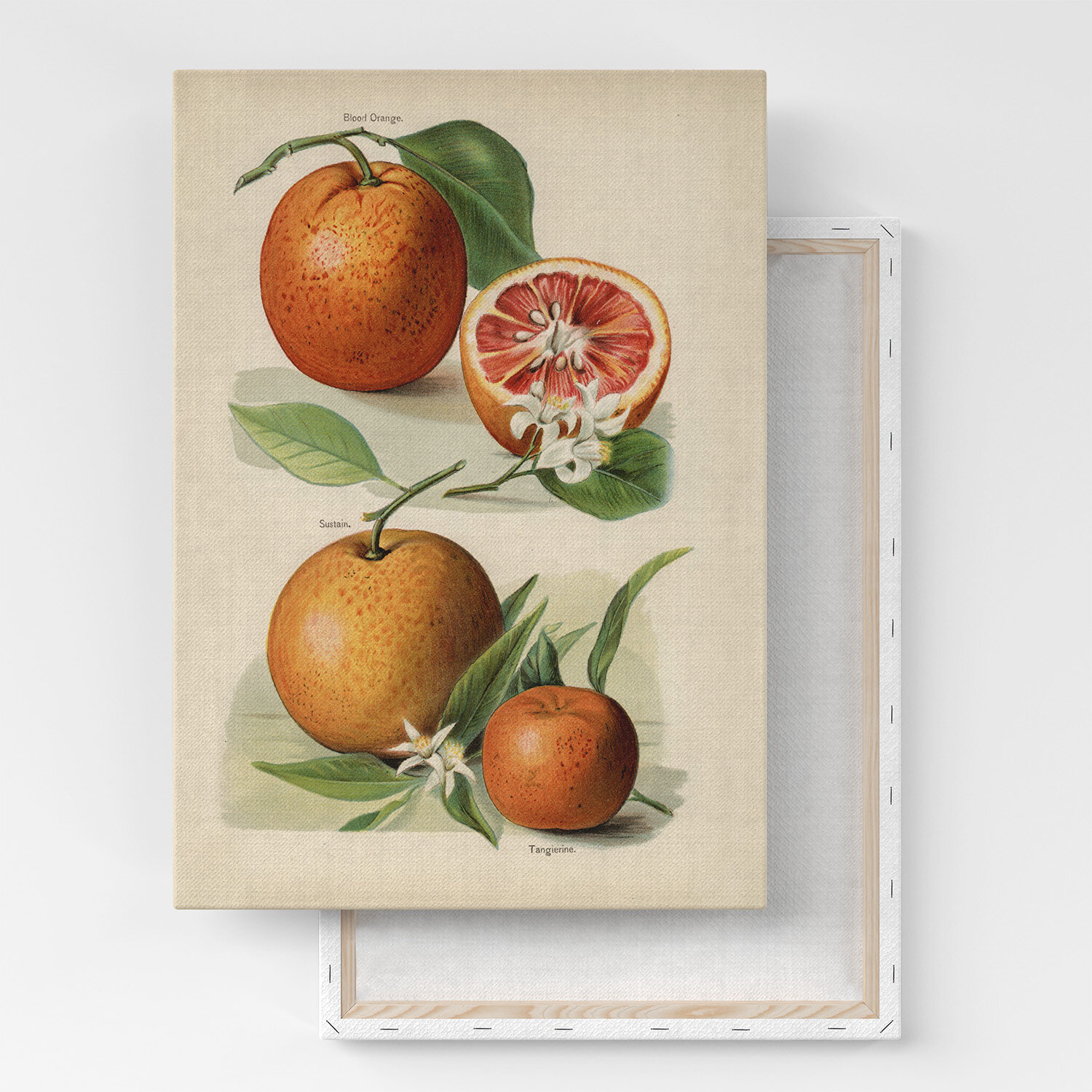 Картина на холсте, репродукция / Гравюры фруктов - апельсины / Размер 30 x 40 см