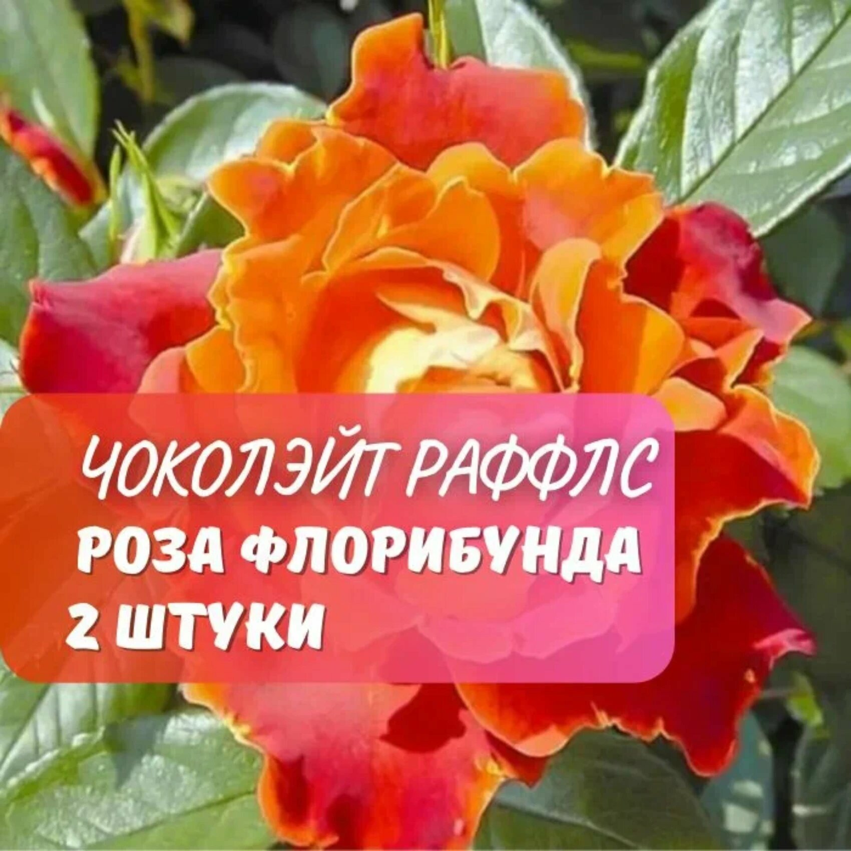Роза флорибунда Чоколэйт Раффлс (Chocolate Ruffles) / 2 шт, морозостойкий сорт