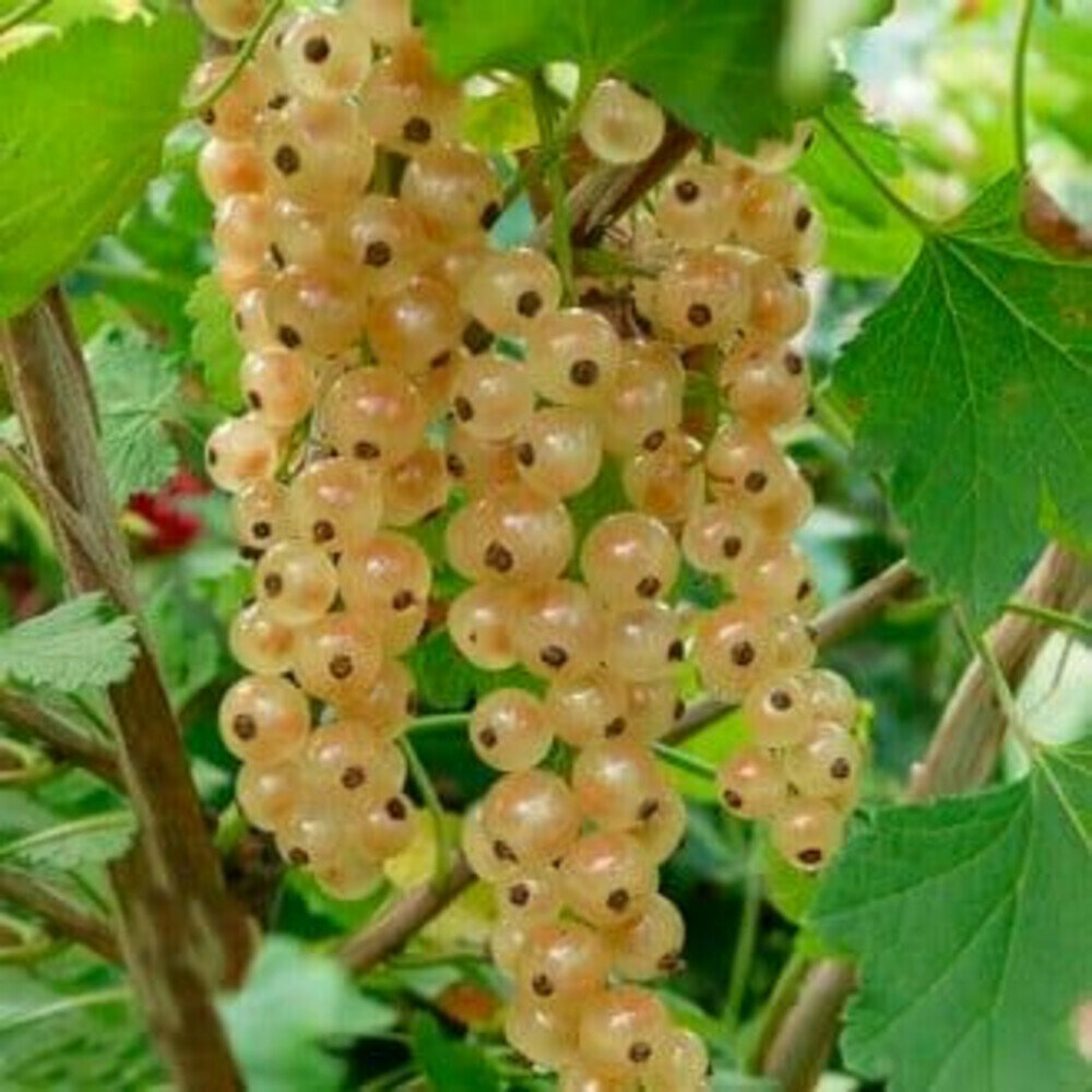 Смородина "Супер Бланка", белая, многолетняя, неприхотливая, 2шт, смородины