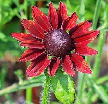 Рудбекия Черри Бренди