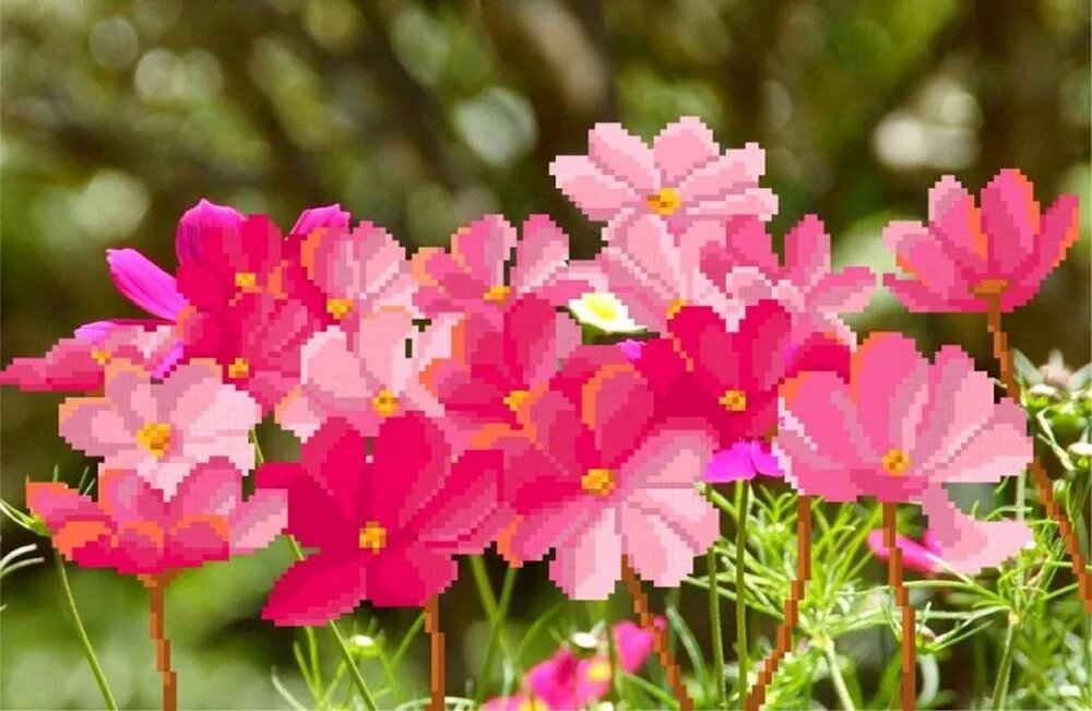 Рисунок на ткани для вышивания бисером МП Студия арт. Г-012 "Розовые цветы" 35 х 47 см