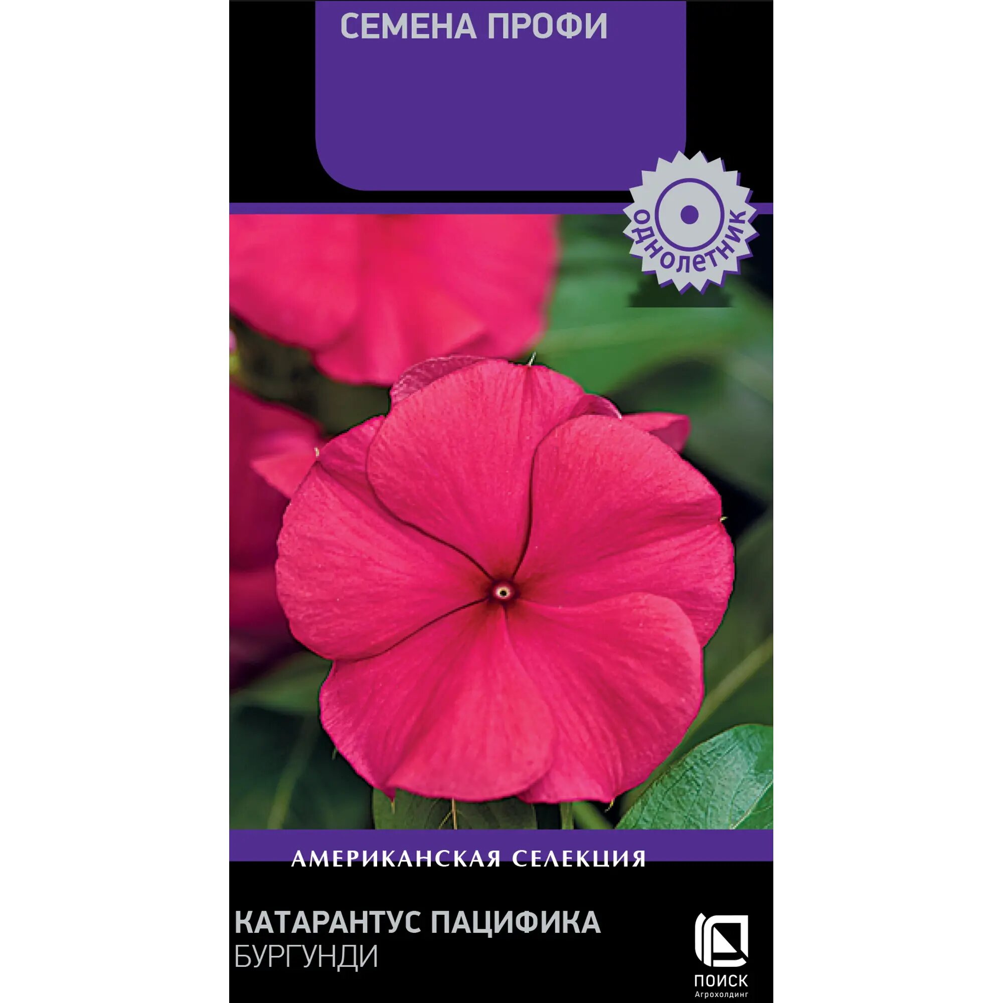 Поиск катарантус Пацифика Бургунд 10 шт. Семена цветов для выращивания на открытом грунте