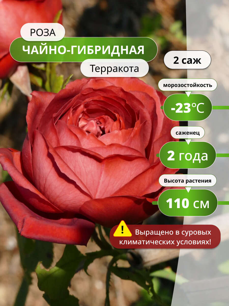 Роза чайно-гибридная Терракота (Terracotta) / 2 шт, роз, непрерывноцветущий