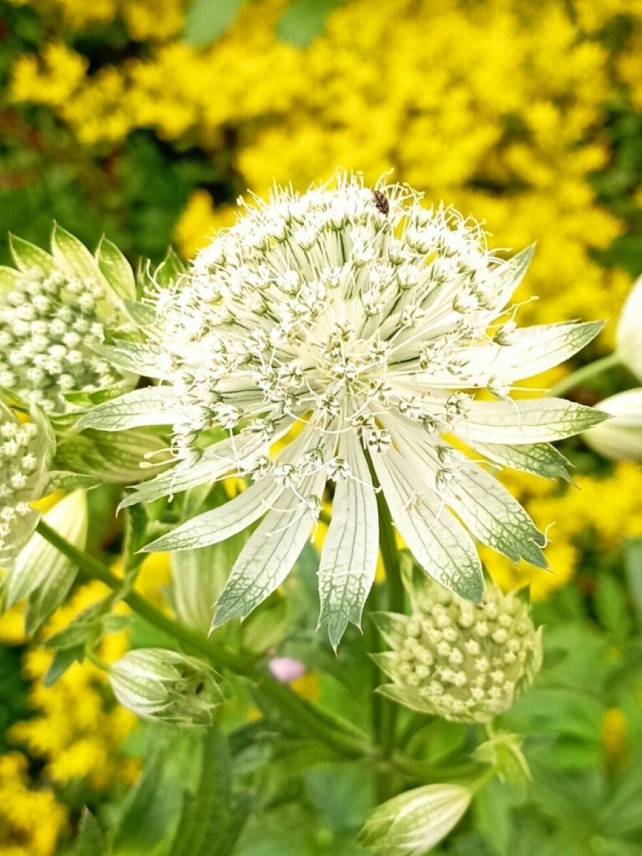 Астранция Альба