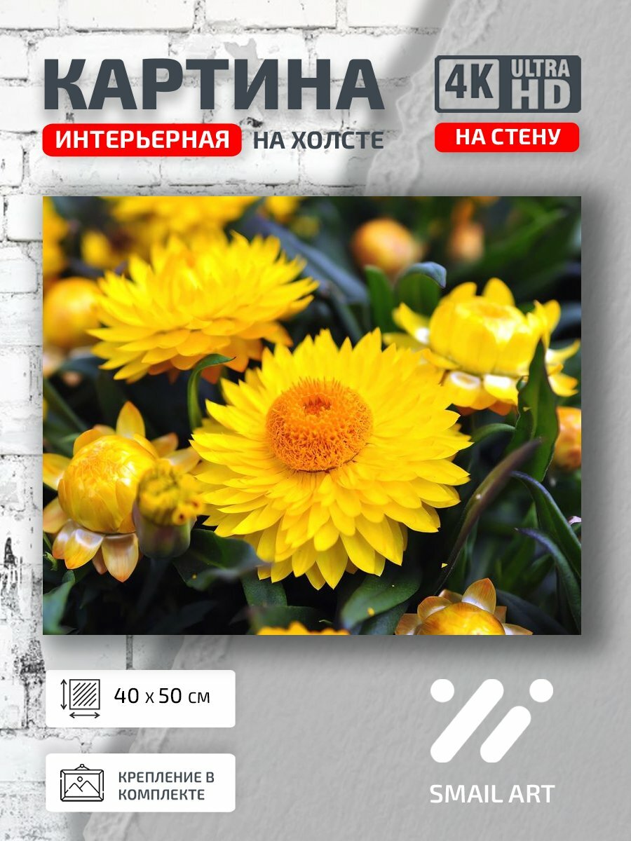 Картина на холсте интерьерная 40 на 50 на стену Бессмертник Landscape для кабинета пейзаж