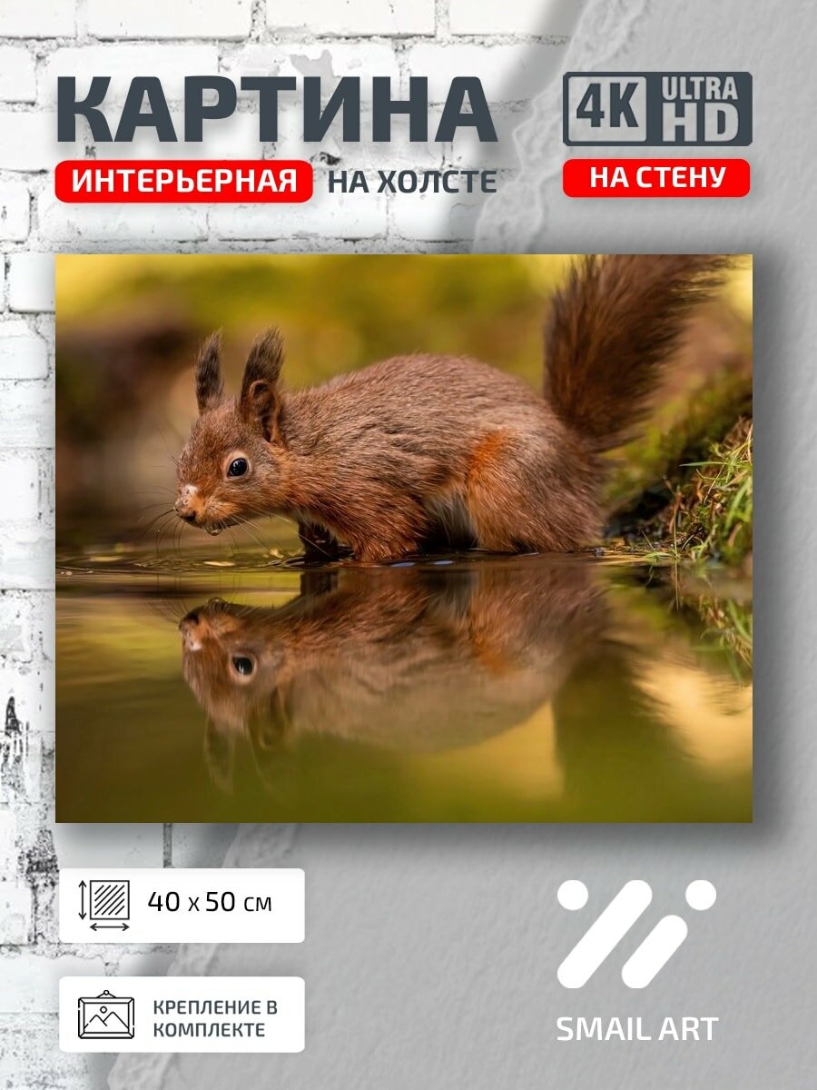 Картина на холсте интерьерная 40 на 50 на стену Животные белка для гостиной атмосфера