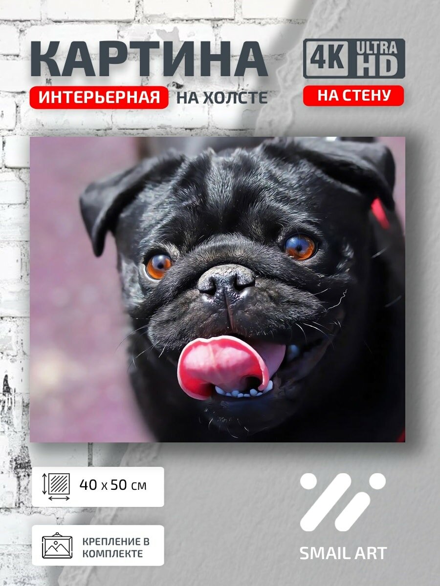 Картина на холсте интерьерная 40 на 50 на стену Животные мопс для офиса атмосфера