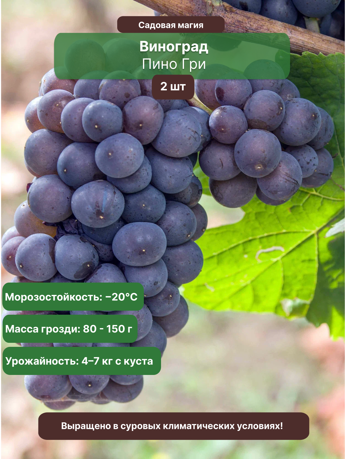Виноград Пино Гри (2 шт) / многолетний, морозостойкий ( — 20°C) сорт