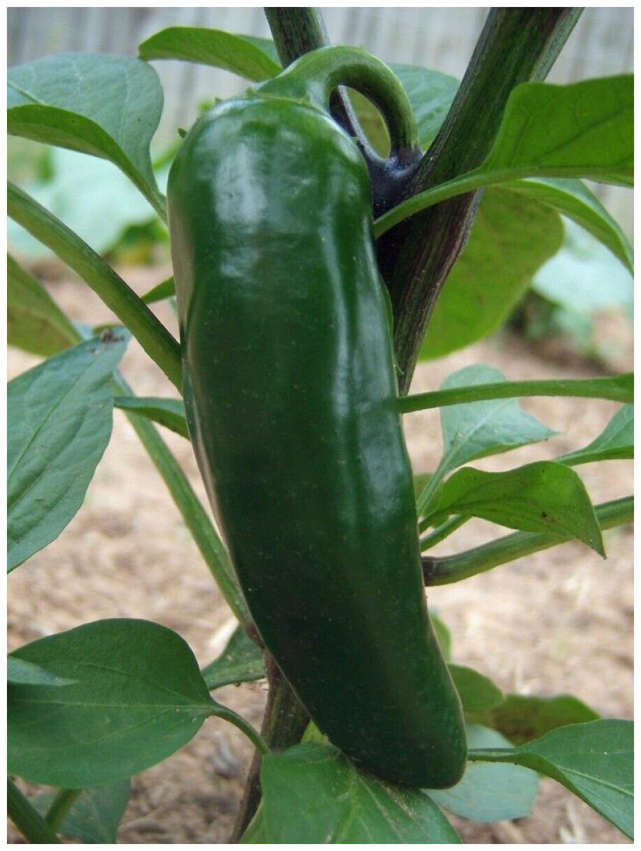 Острый перец Халапеньо гигант красный семена 5 штук