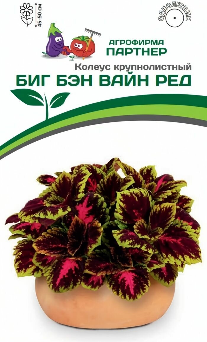 Колеус Биг Бэн Вайн Ред шлемниковидный крупнолистный