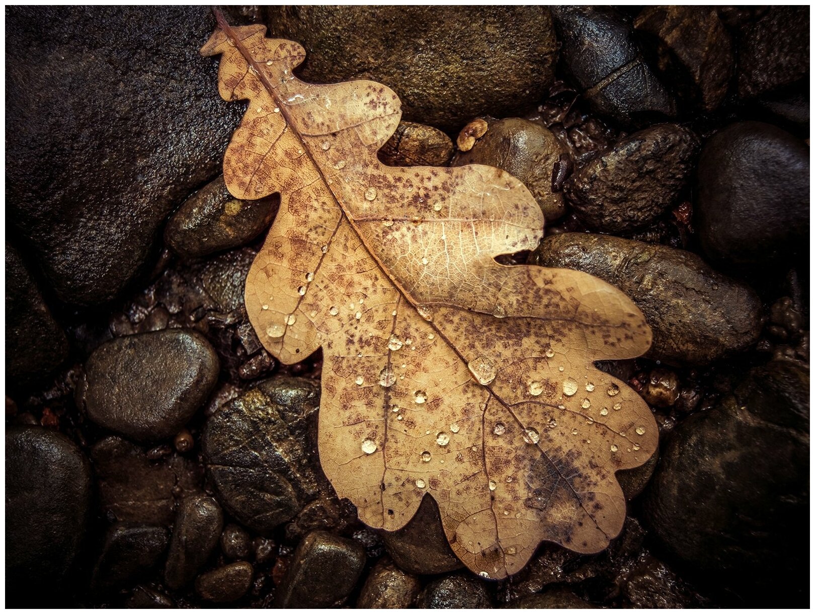 Постер / Плакат / Картина Осенний дубовый лист 50х70 см в раме