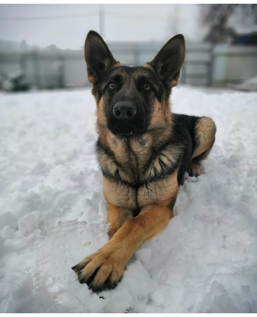 Картина по номерам "Немецкая овчарка" 40х50 см, хлопковый холст на подрамнике, акрил, Hobby Home