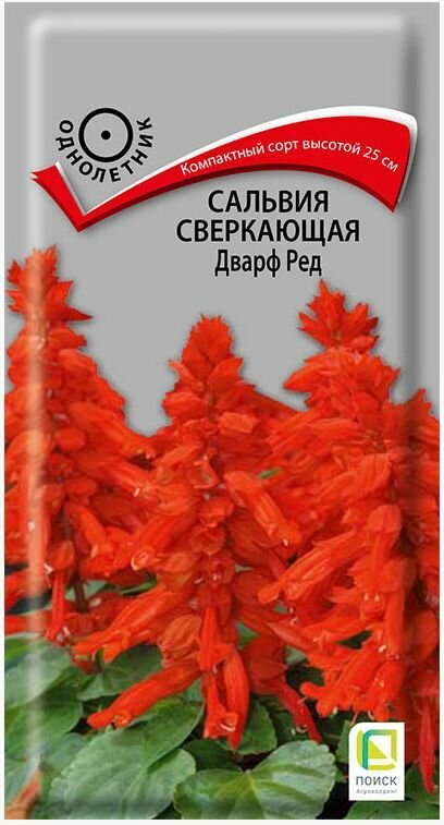 Цена за 10 пачек! Семена Сальвия Дварф Ред сверкающая 0,1г Одн 25см (Поиск)