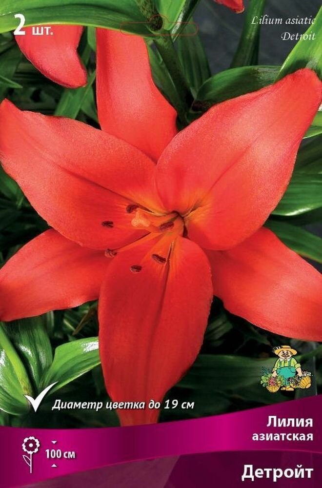 Луковица Лилии азиатской поиск Детройт
