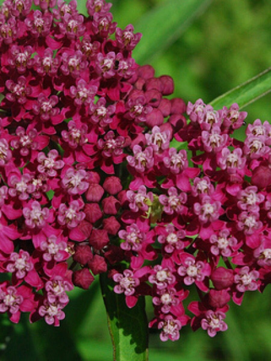 Ваточник Соулмейт инкарната