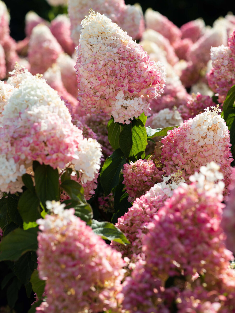 Гортензия метельчатая Строберри Блоссом (Hydrangea paniculata Strawberry Blossom)