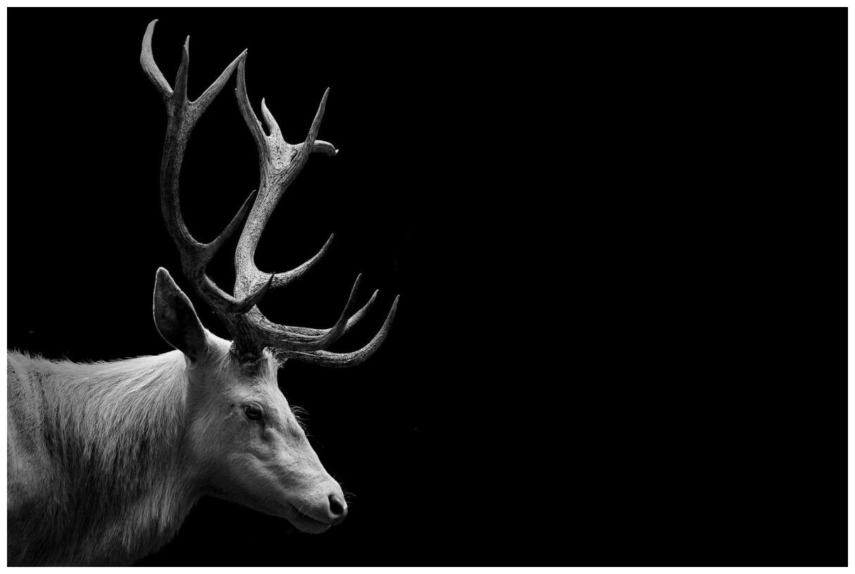 Постер / Плакат / Картина Величественный олень 60х90 см в подарочном тубусе