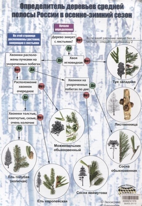 Определитель деревьев средней полосы России в осенне-зимний сезон