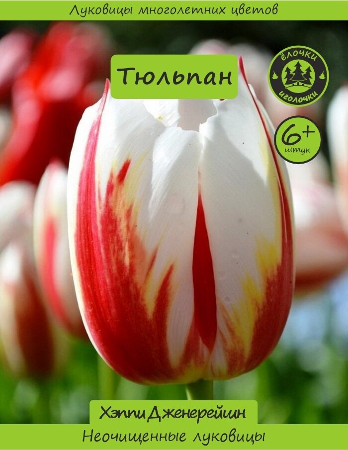 Тюльпан Луковица, Хэппи Дженерейшн, 6+ шт (Ёлочки иголочки)