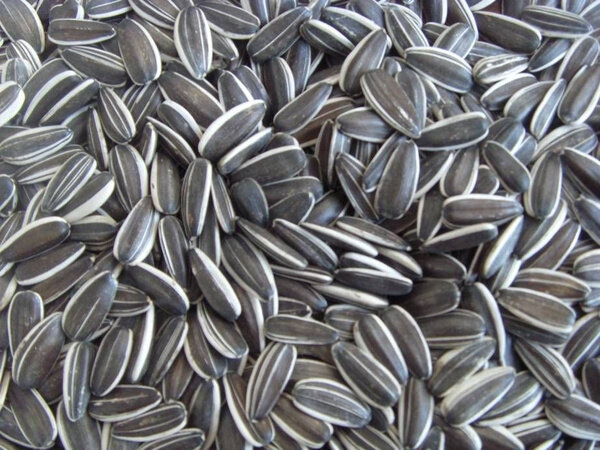 Семена декоративного Подсолнечника "Полосатик"