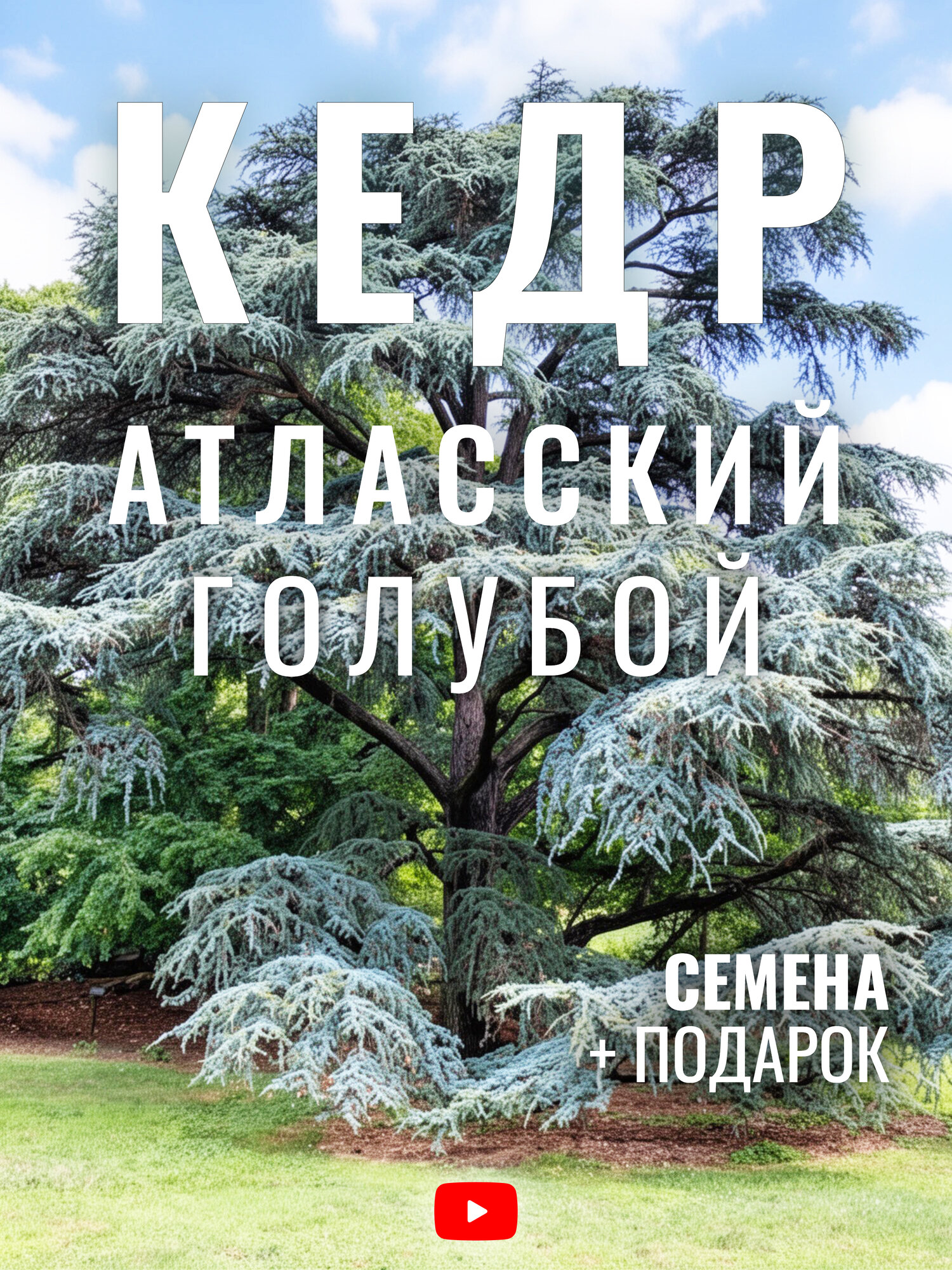 Кедр Атласский Голубой, Семена, 10 шт, семена хвойных растений