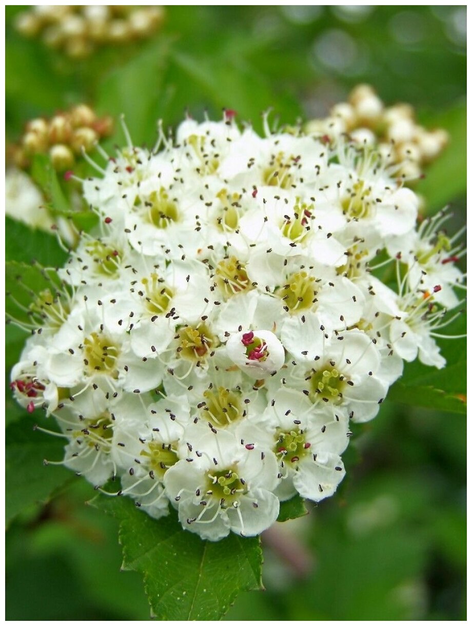 Боярышник даурский семена 15 штук