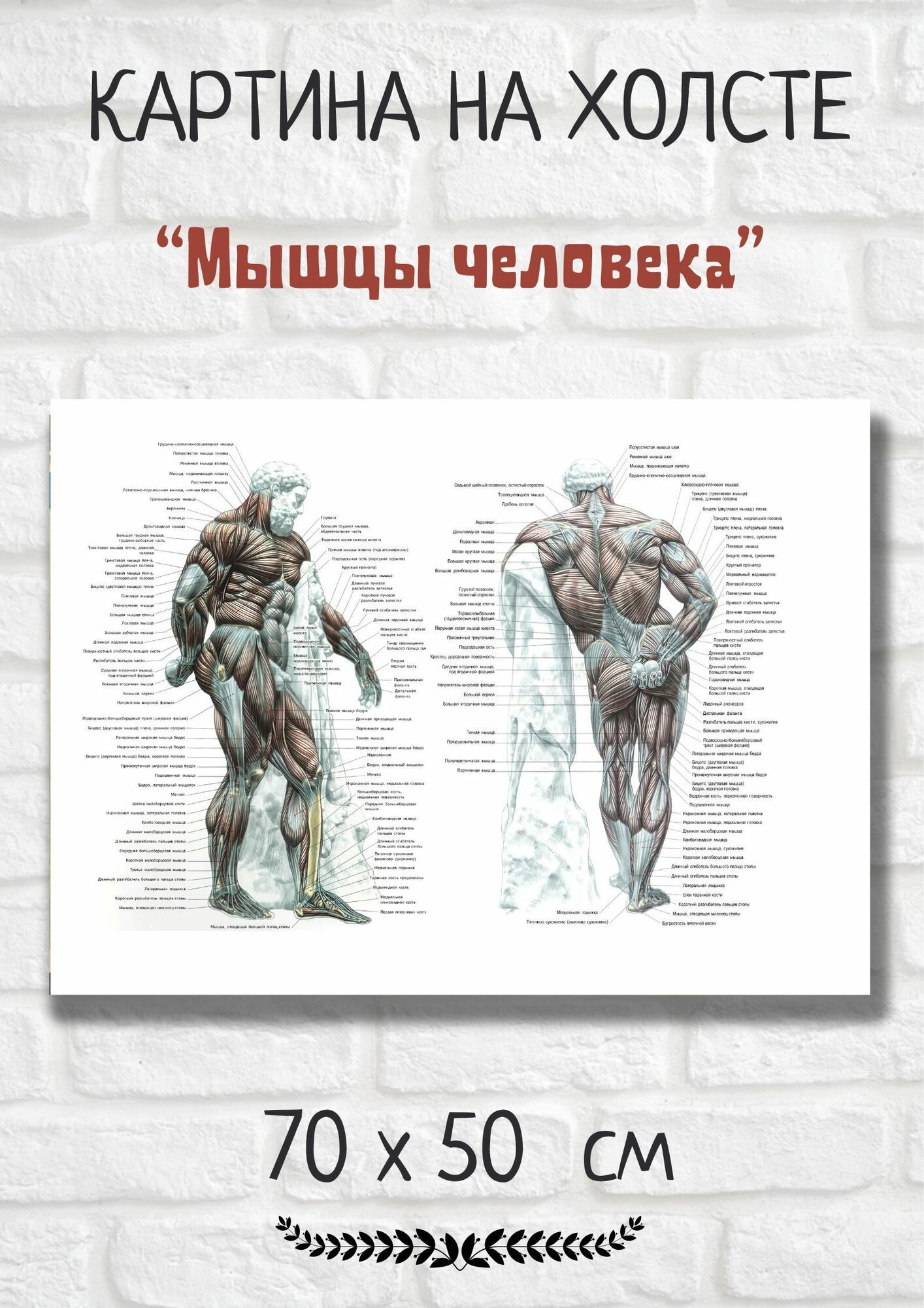 Картина интерактивная "Мышцы человека с обозначениями"