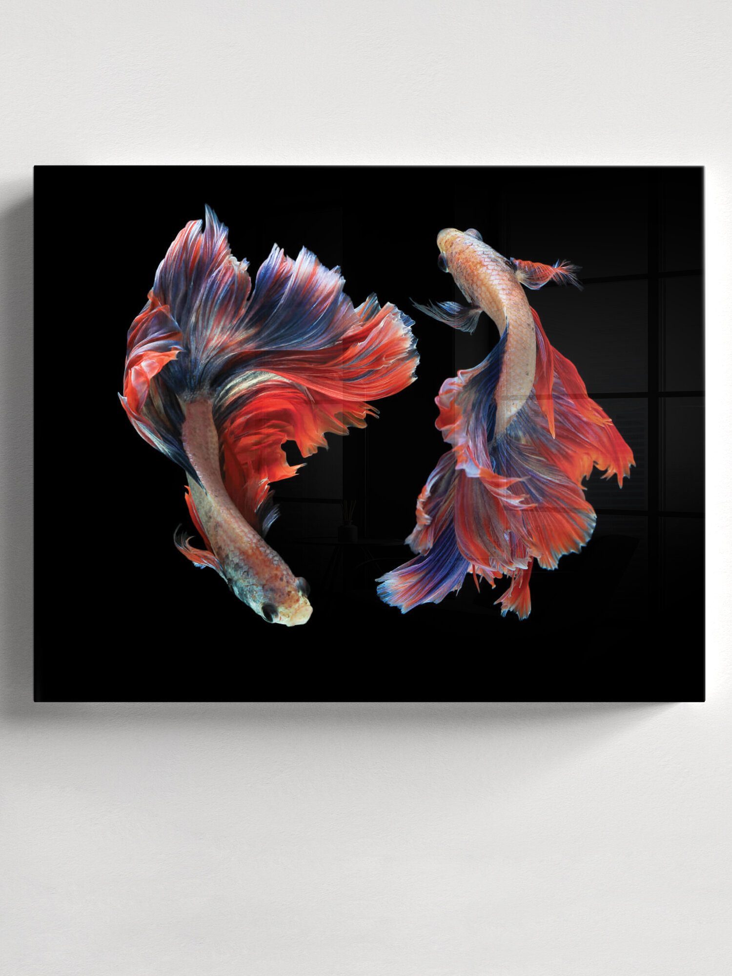 Картина Postermarket "Бойцовые рыбки", на стекле, цифровая печать, 40x50 см