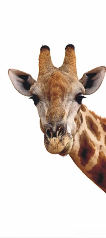 Фотообои AG Desing Бумажные "Жираф", 2.02 м х 0.9 м, FT 0209