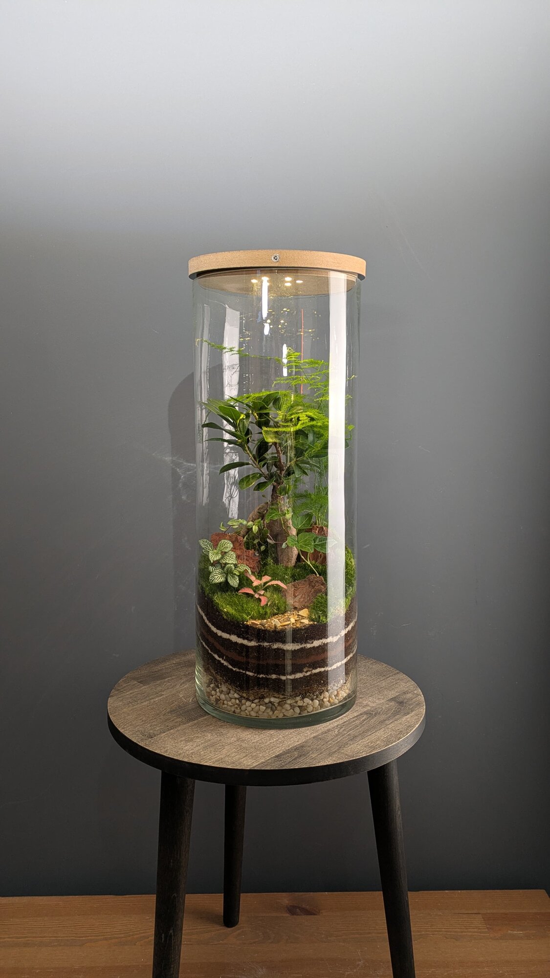 Большой Флорариум с бонсай и встроенной подсветкой - "Аполлион Л"