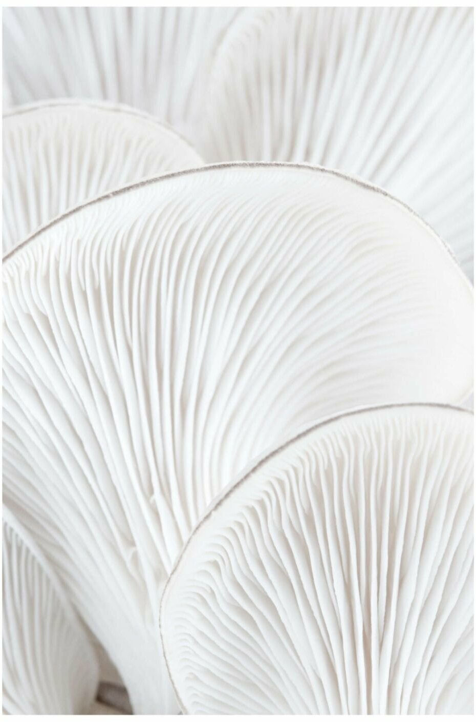 Постер / Плакат / Картина Крупный План - Белая Устрица 40х50 см в подарочном тубусе