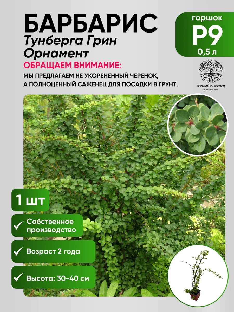 Барбарис Тунберга Грин Орнамент, саженец для сада и дачи, декоративное растение для посадки