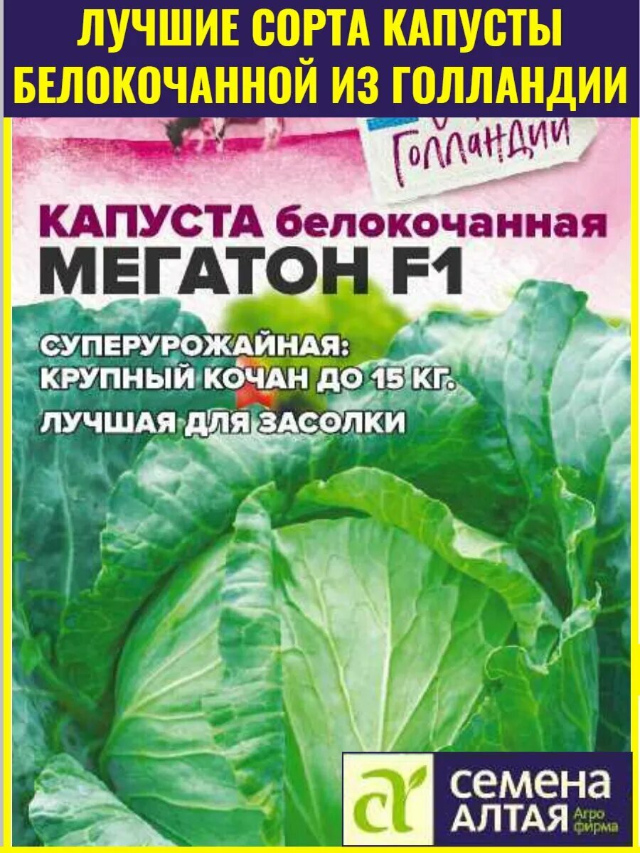 Семена из Голландии капусты Мегатон F1 - 10 шт. Суперурожайный, устойчивый к болезням гибрид, один из лучших для квашения. Кочан до 15 кг.