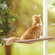 Cat Window Окутный гамак