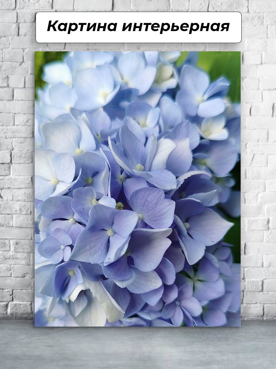 Картина 50х70 Гортензии