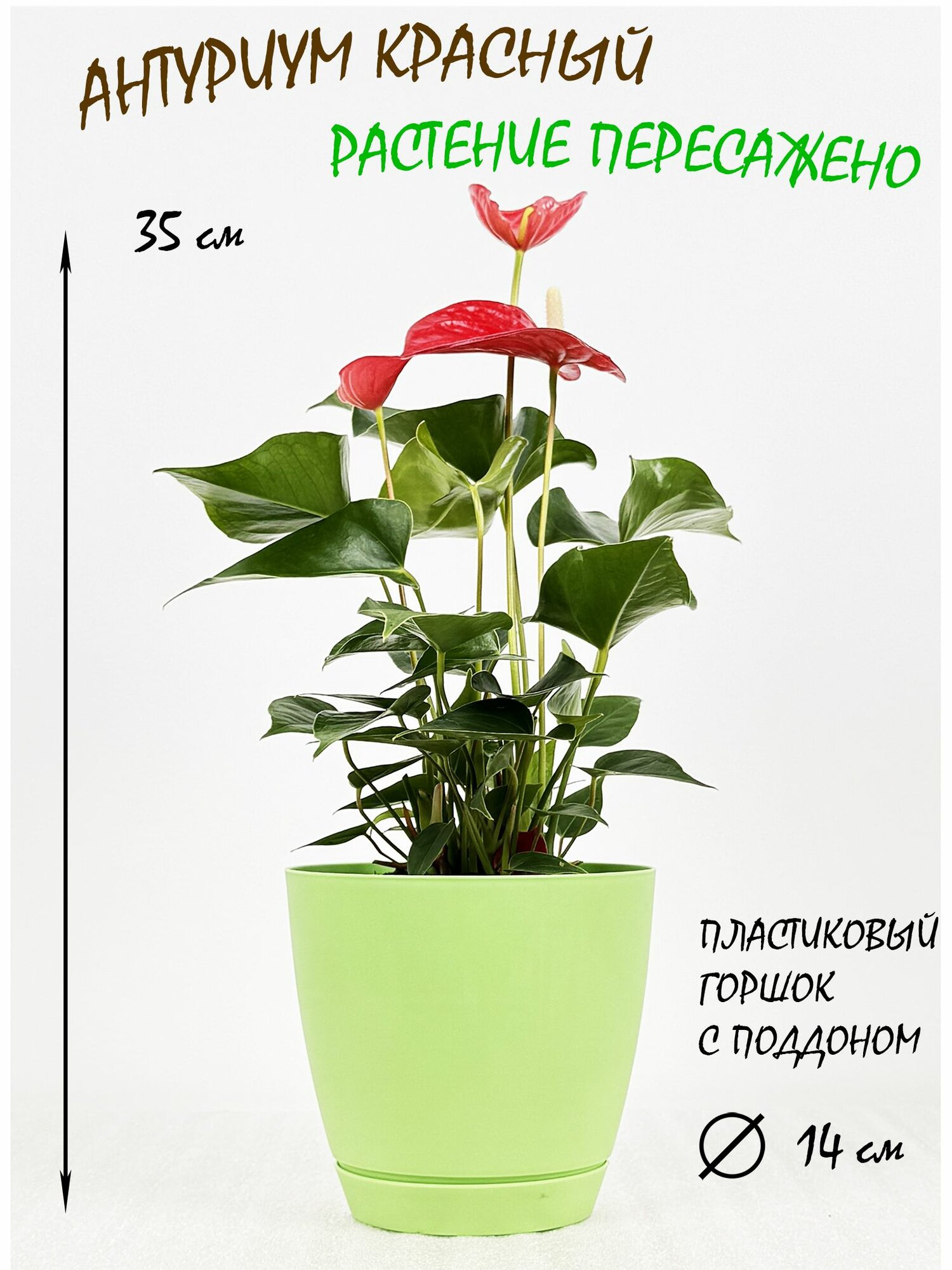 Антуриум красный в салатовом пластиковом горшке с поддоном, высота 30-35см