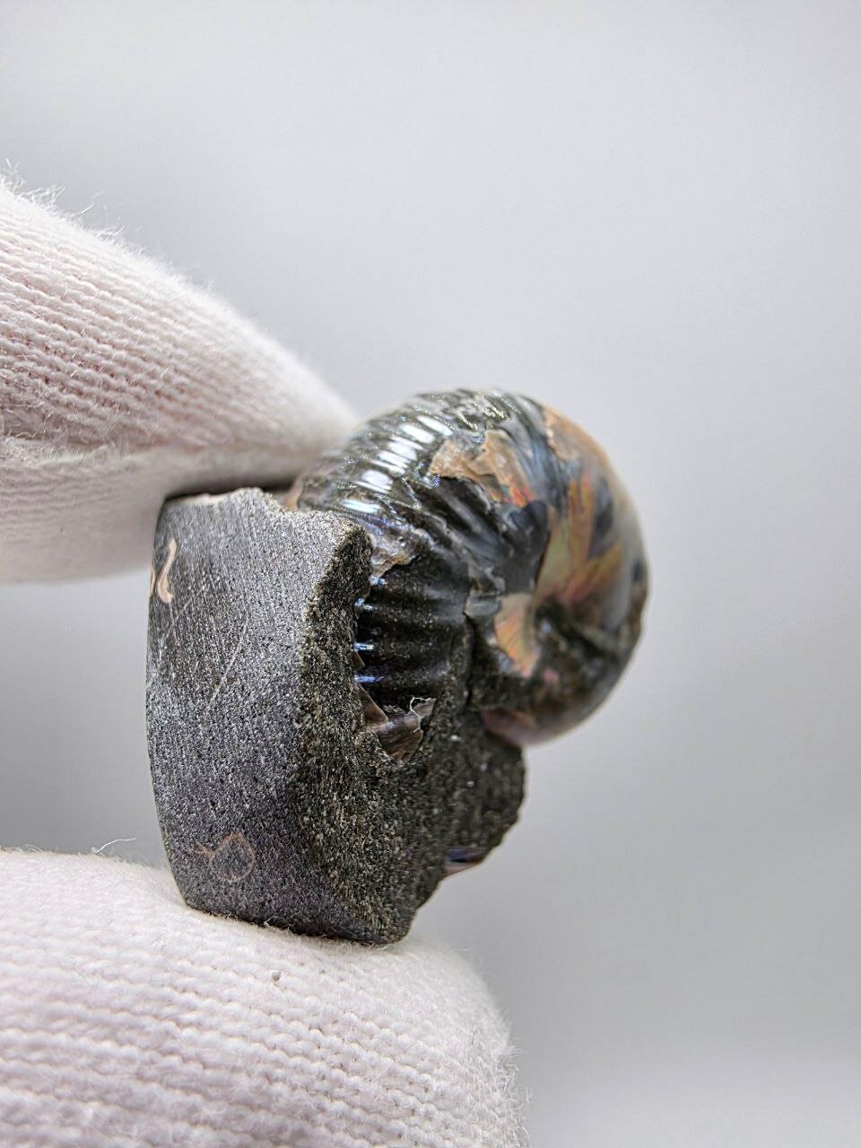 Аммонит перламутровый 26 мм, 10 г.