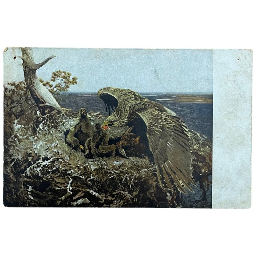 Почтовая открытка "Брюно Лильефорс. Гнездо морского орла"1900-1917 гг. Российская Империя (2)