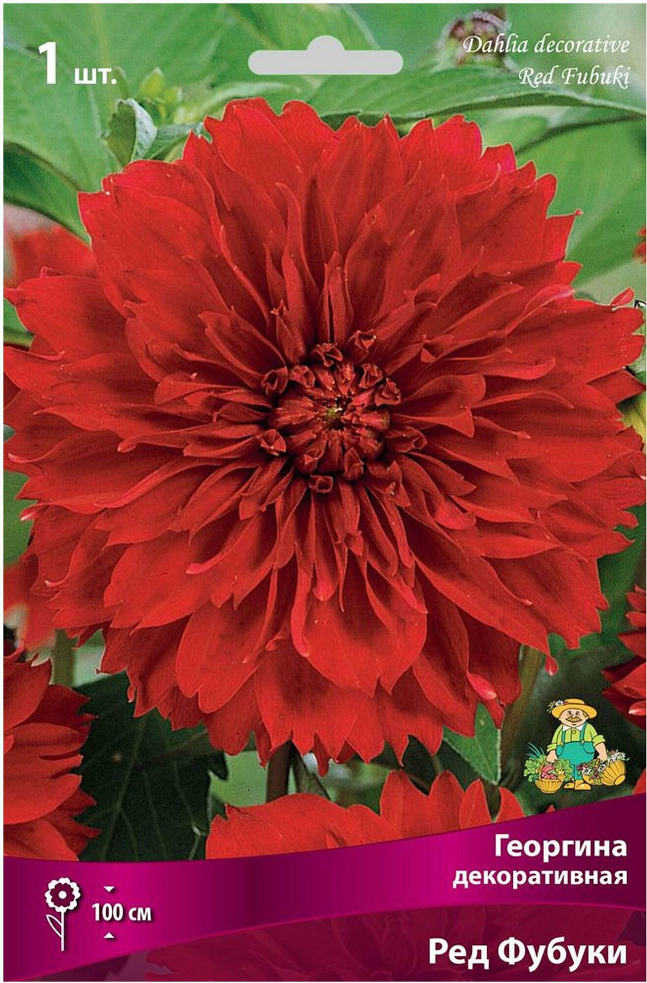 Клубень Георгины декоративной поиск Ред Фубуки