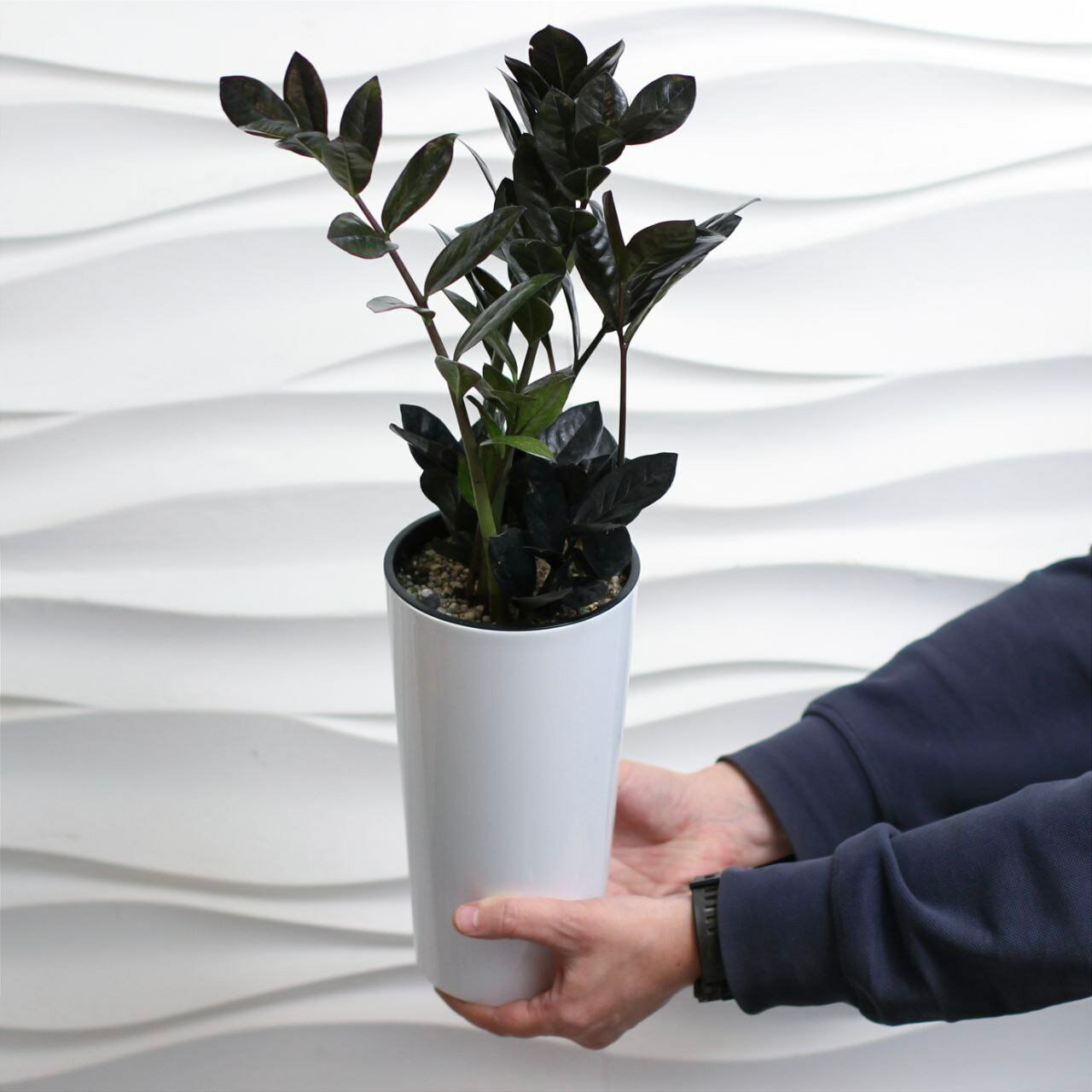 Комнатное растение живое, замиокулькас Равен (долларовое дерево) в белом горшке со вставкой, 60 см