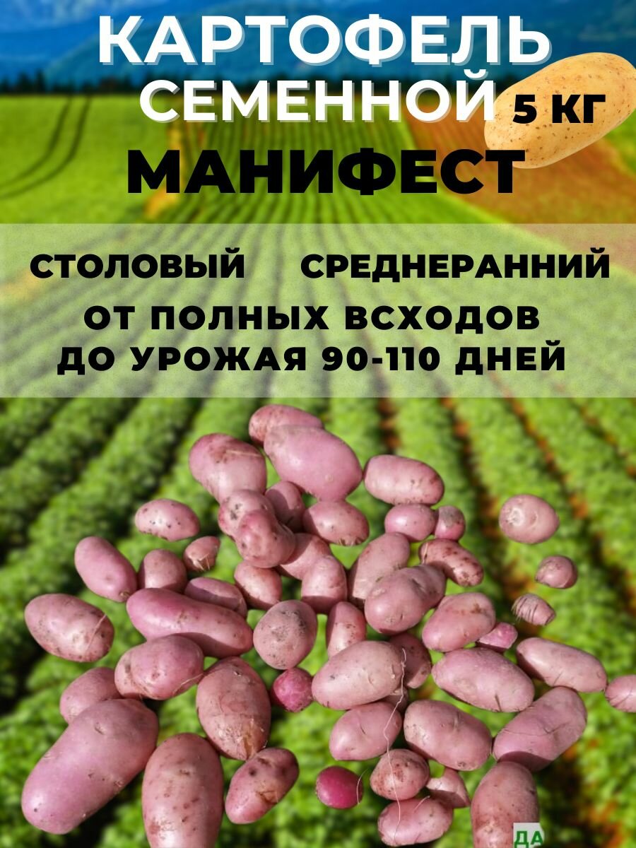 Картофель семенной