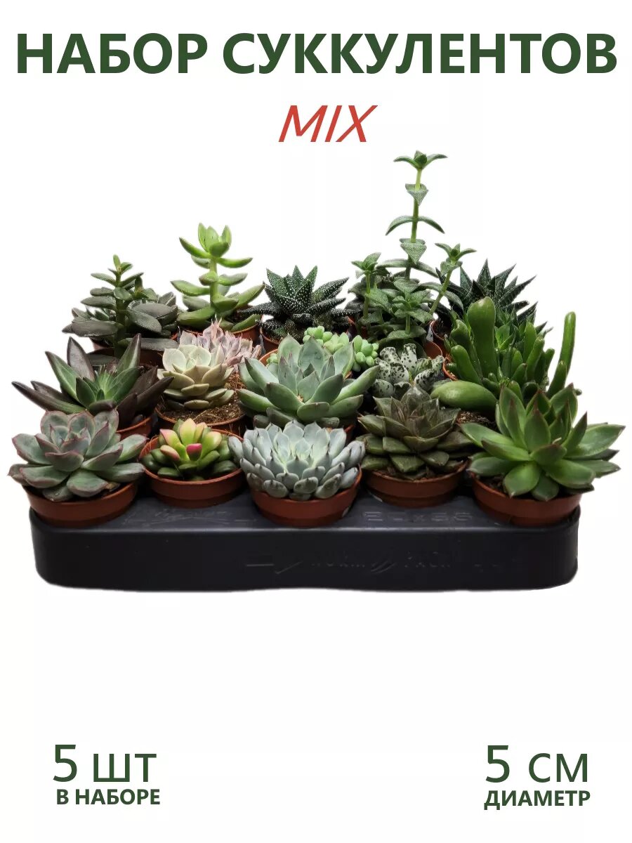 Набор суккулентов живых из 5 штук, D-5