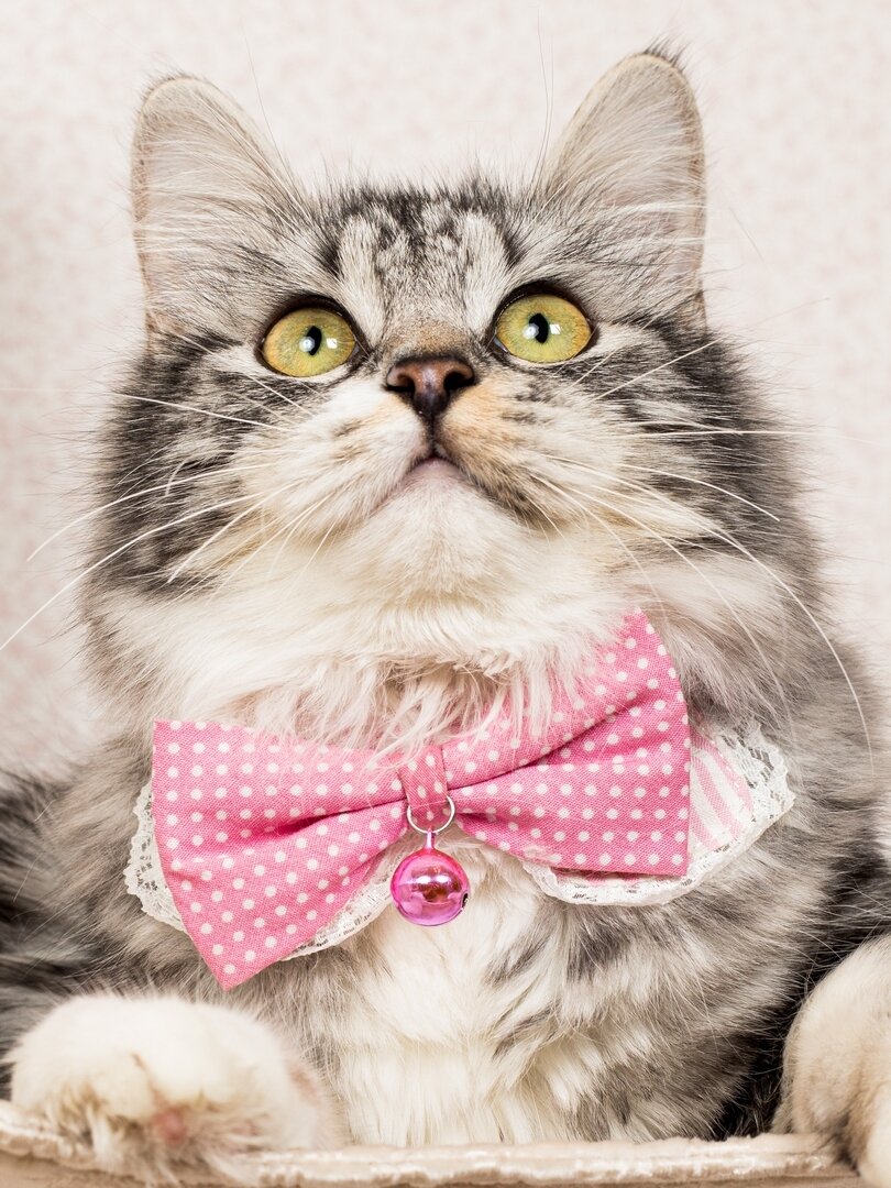 Безопасный ошейник-чокер Japan Premium Pet праздничный на кнопках для стильного модника с системой защиты от удушения, розовый, размер 3S