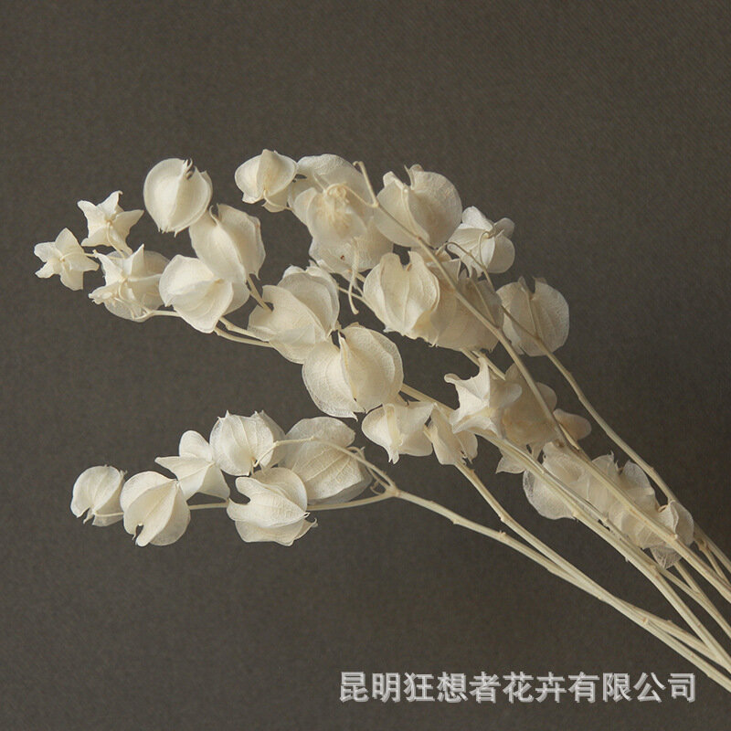 Букет Fanatic "Чистая знаменитость", засушенный цветок, прозрачный пластиковый пакет